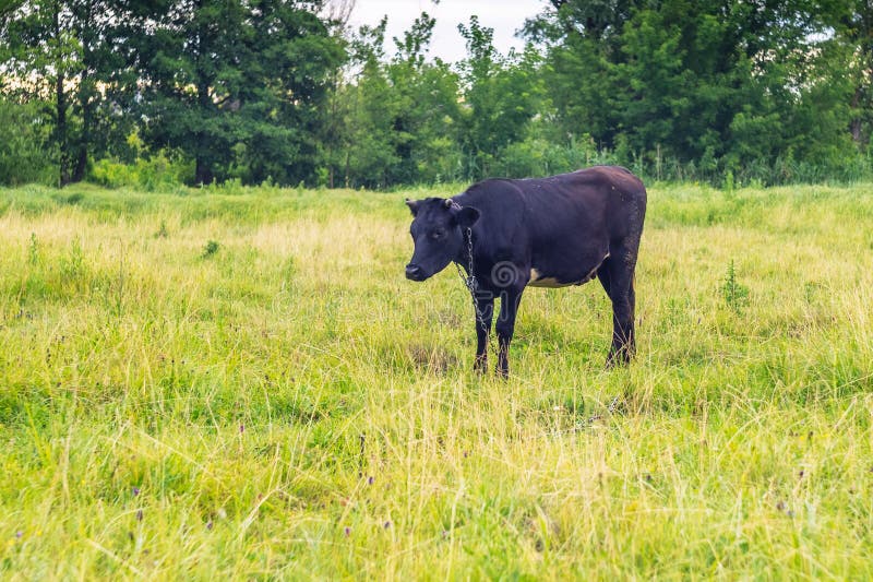 Single cow stock image. Image of view, dairy, farm, browne - 19527461