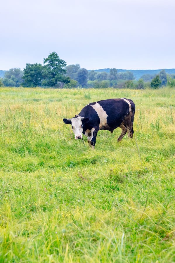 Single cow stock image. Image of farm, farmland, male - 97335421