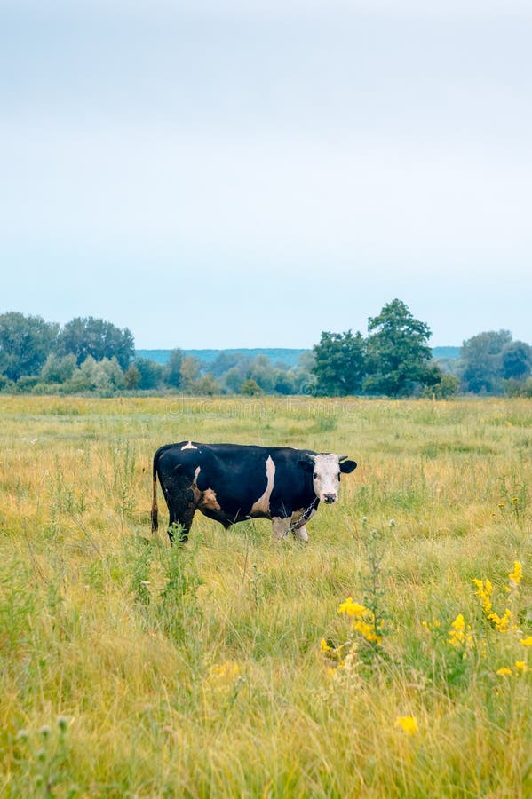 Single cow stock image. Image of black, land, farmland - 97336343