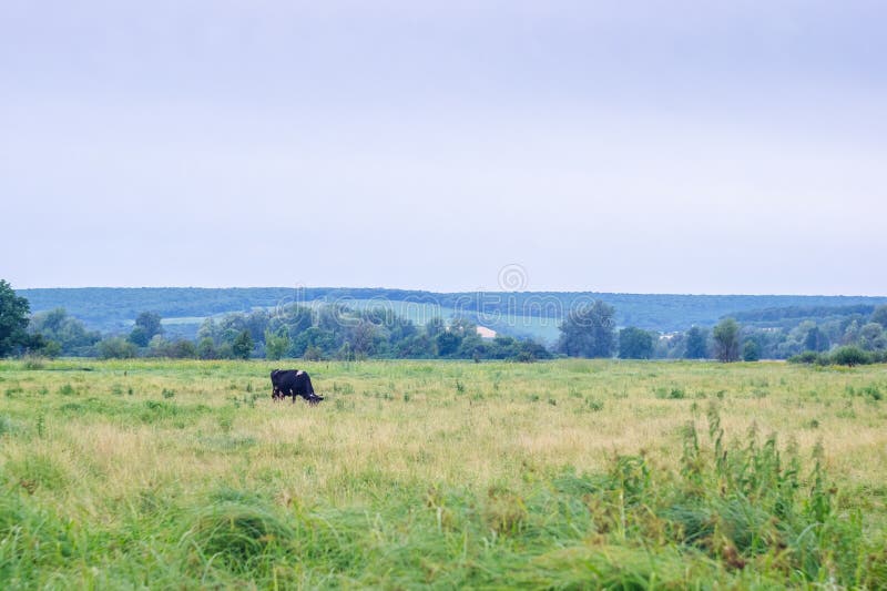 Single cow stock photo. Image of cattle, domestic, farmland - 97335652