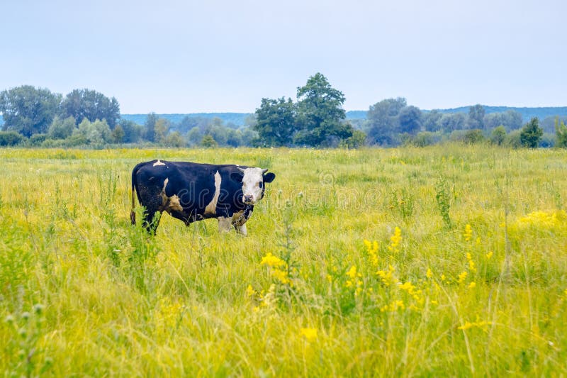 Single cow stock photo. Image of meadow, field, bull - 97335746