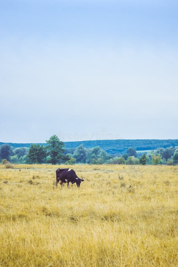 Single cow stock image. Image of land, black, nature - 97336037