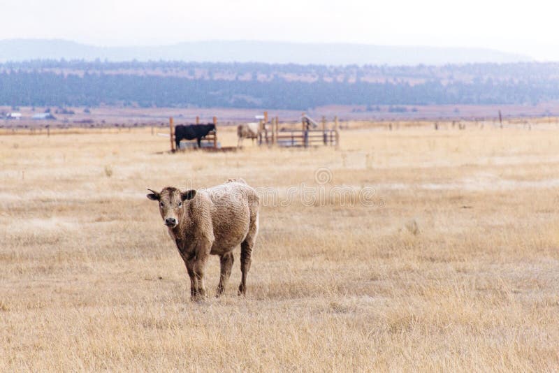 Single Cow in a Large Dry Field Looking at the Camera Stock Photo ...