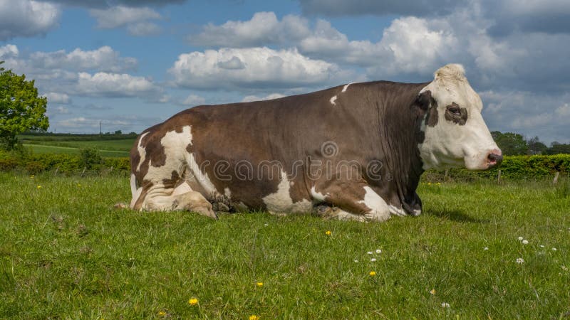 Single cow lying in grass stock photo. Image of blue - 73473498