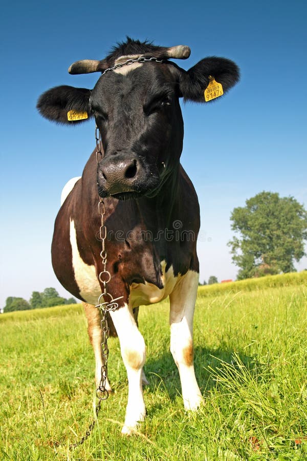 Cow Portrait Picture. Image: 2444840