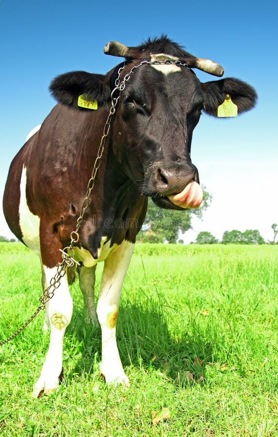 Single cow on a meadow stock image. Image of field, animal - 2983763