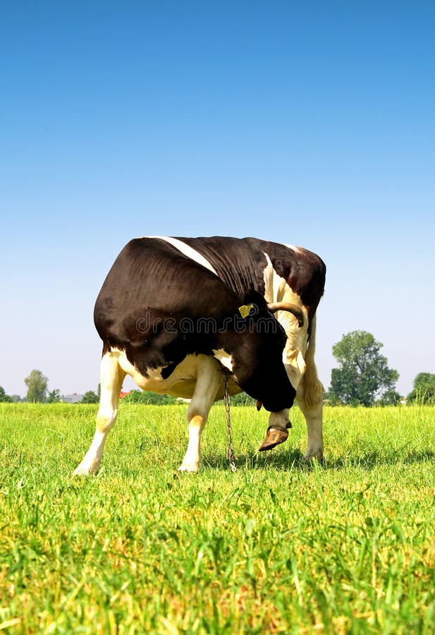 Cow Portrait Picture. Image: 2444840