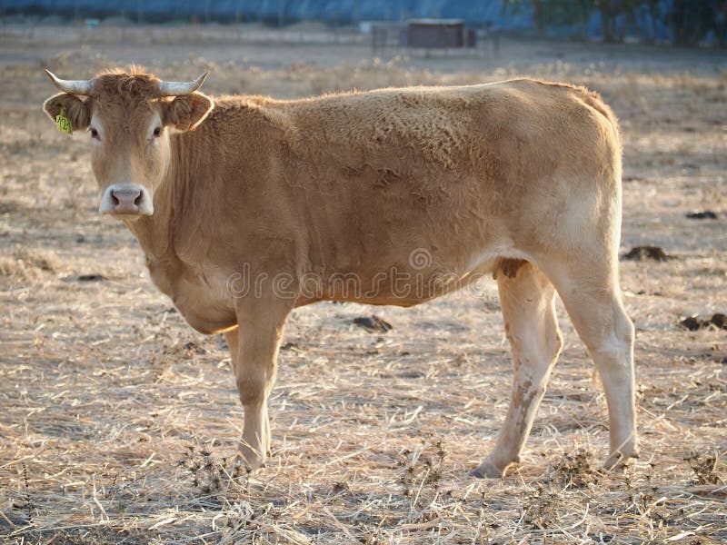 Single cow on a meadow stock image. Image of face, comical - 170385997