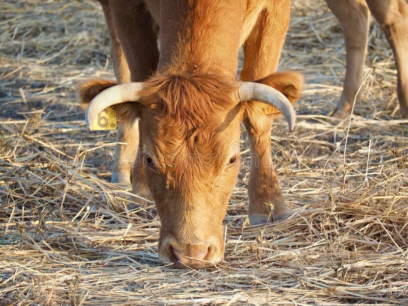 Single cow on a meadow stock photo. Image of face, caricature - 170386852