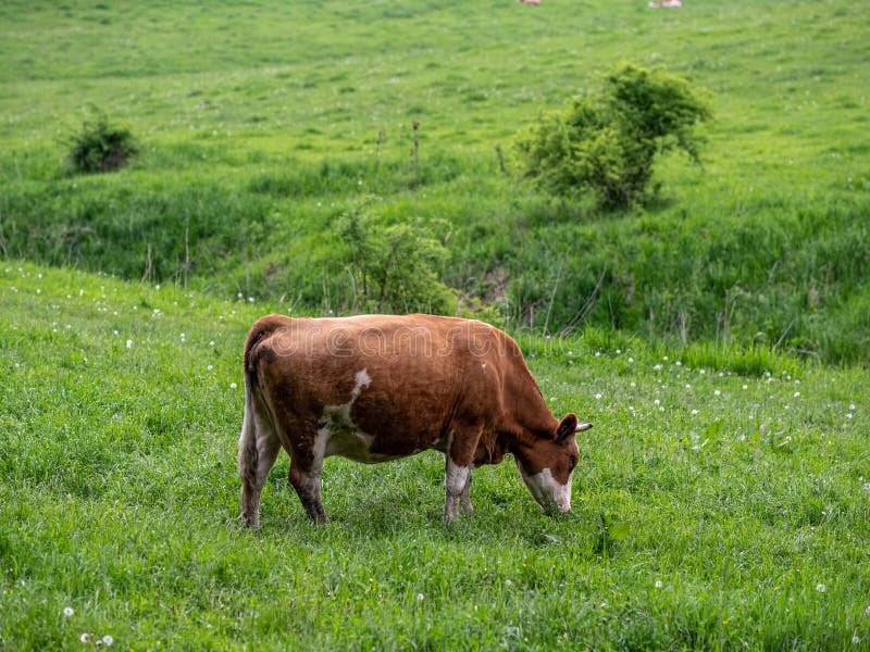 Single Cow on a Meadow stock photo. Image of biofarm - 247668322