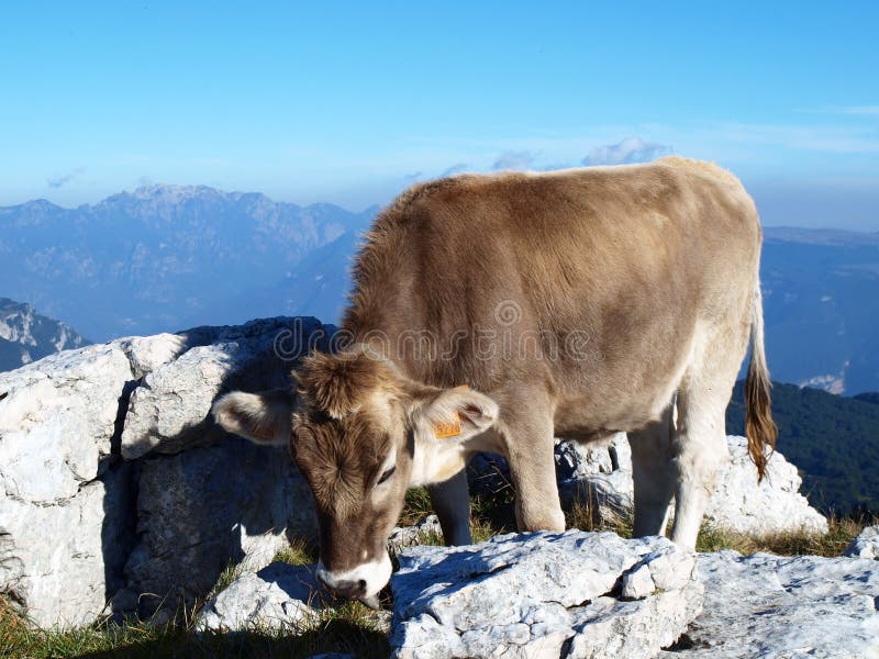 Single Cow on the Mountains Stock Image - Image of lonely, animals ...
