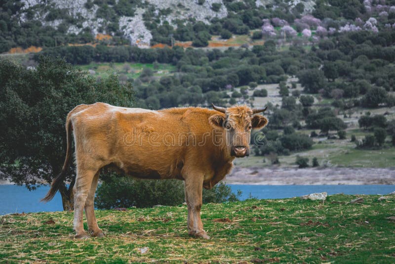Single Cow Portrait on the Countryside of Greece Stock Photo - Image of ...