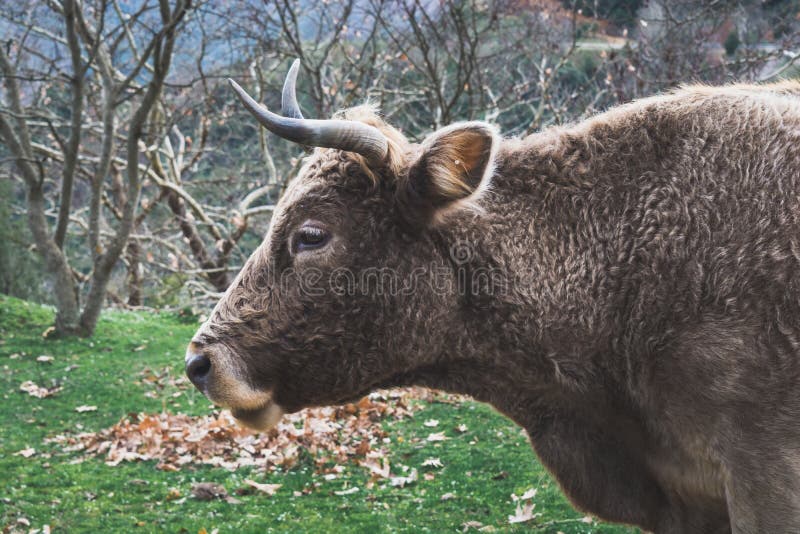 Single Cow Portrait on the Countryside of Greece Stock Photo - Image of ...