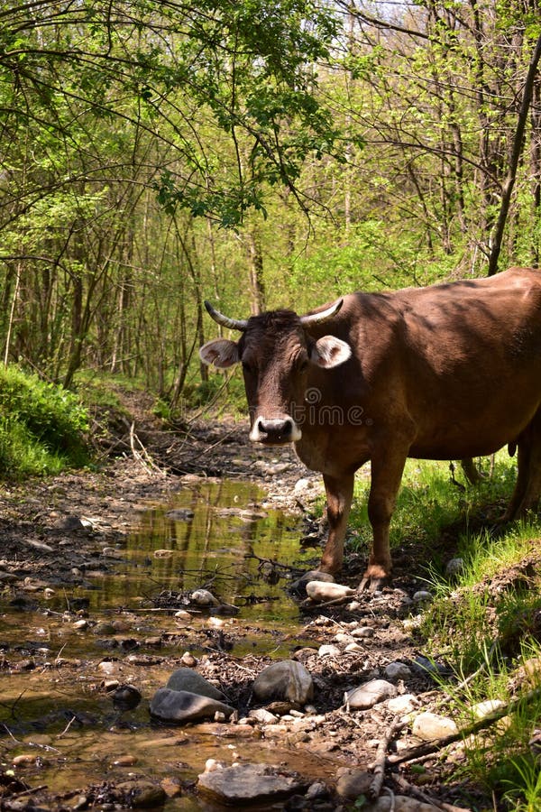 A Single Cow Standing and Looking at the Shallow River in the Forest ...