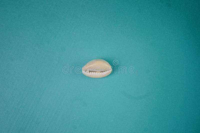 Single Cowrie Shell Centered on a Teal Background, Creating a ...
