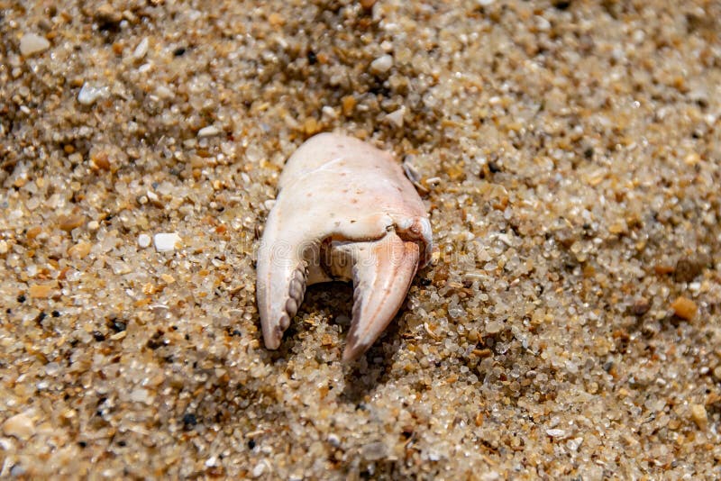 Crab Claw Shell in the Sand Stock Image - Image of delicacy, colorful ...