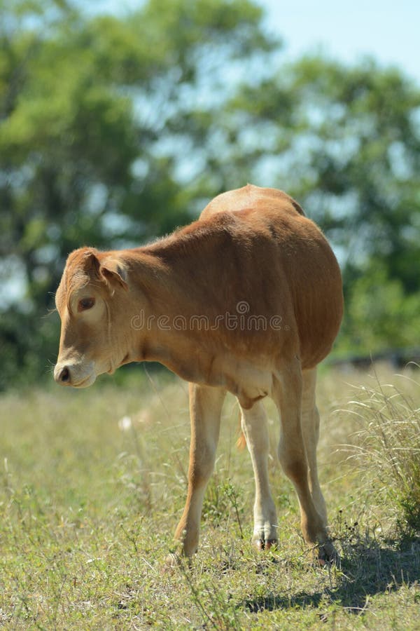 Single Cracker Calf Standing Tropical Fenced Field Stock Photos - Free ...