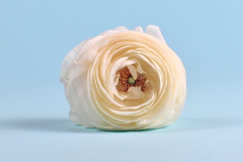 Single Cream Colored `Ranunculus` Buttercup Spring Flower on Light Blue ...