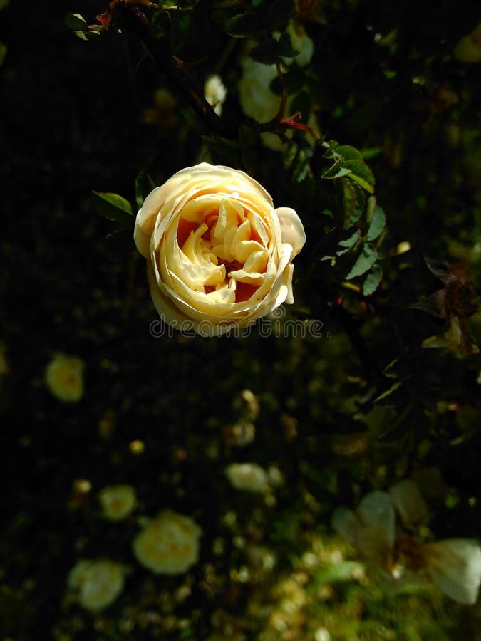 Single cream rose flower stock photo. Image of petal - 87477904