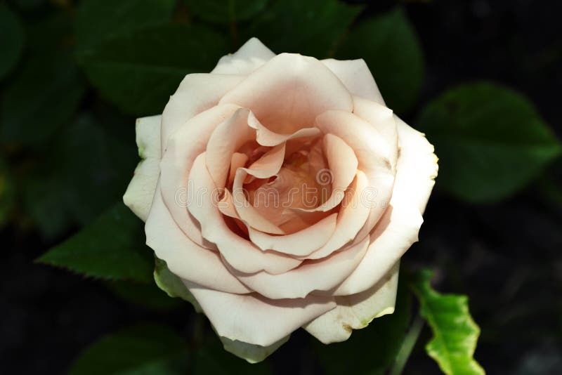 Single Cream Rose with Green Leaves Stock Photo - Image of bloom, green ...