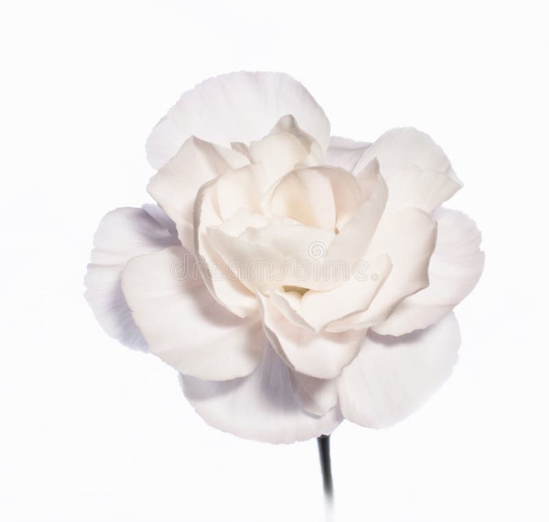 A Single Creamy White Carnation Against a High Key White Background ...