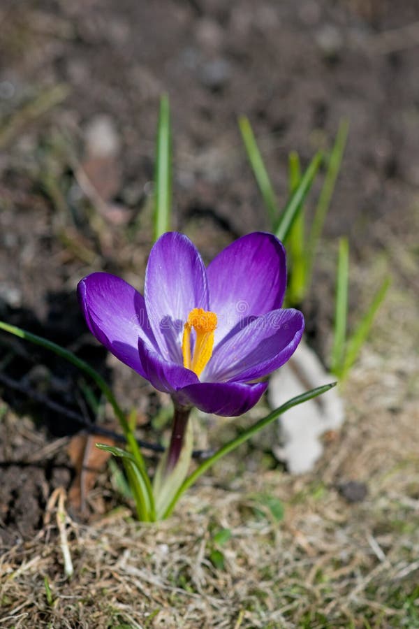 Spring crocus flowers stock photo. Image of delicate - 19032244