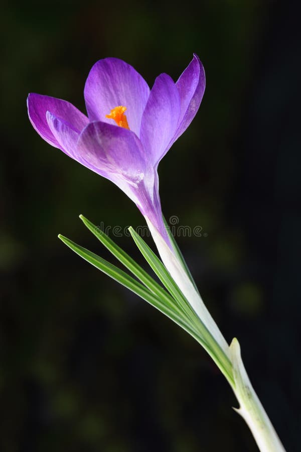 Cannabis stock image. Image of farm, background, marihuana - 19091117