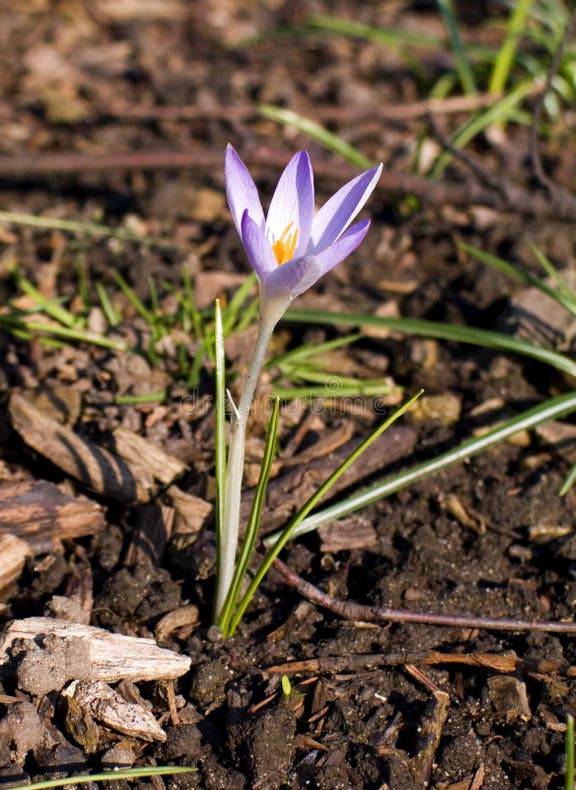 Single Crocus stock photo. Image of spring, closeup, detail - 585316