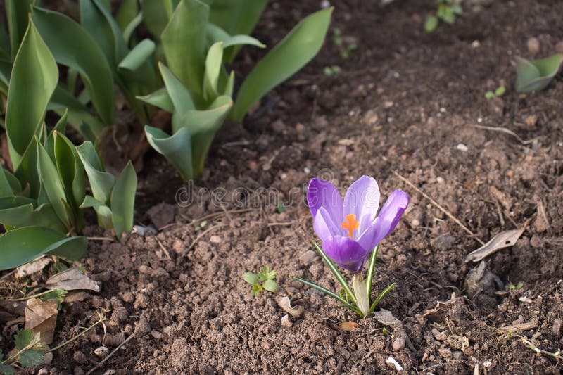 Single Crocus Blooming in the Dirt Stock Image - Image of produce ...