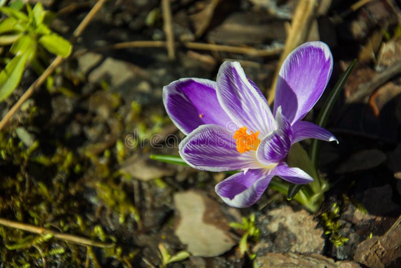 Single Purple Crocus Flower Stock Image - Image of petal, closeup ...