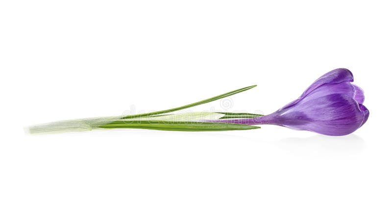 Single Crocus Flower Isolated on White Background Stock Photo - Image ...
