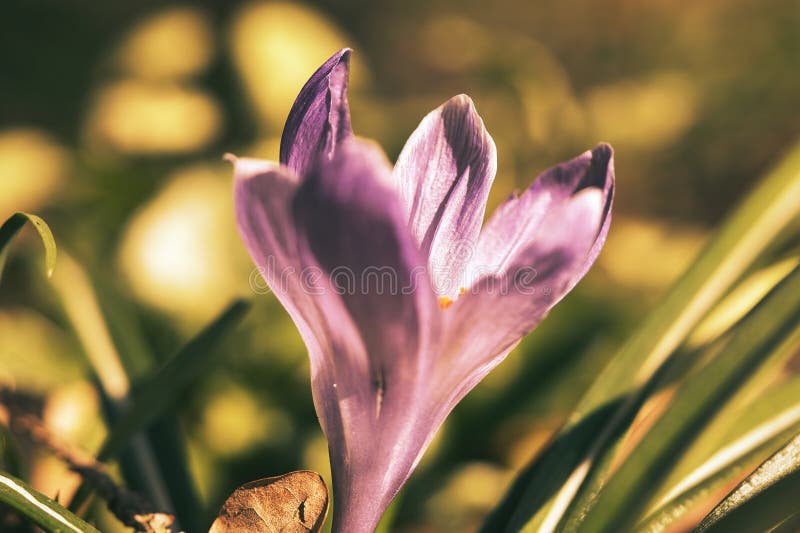 Single Crocus Flower in a Meadow in Soft Warm Light. Spring Flowers ...
