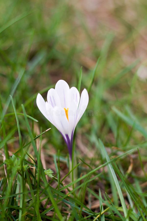 Single Crocus in a Green Field Stock Image - Image of natural, ground ...