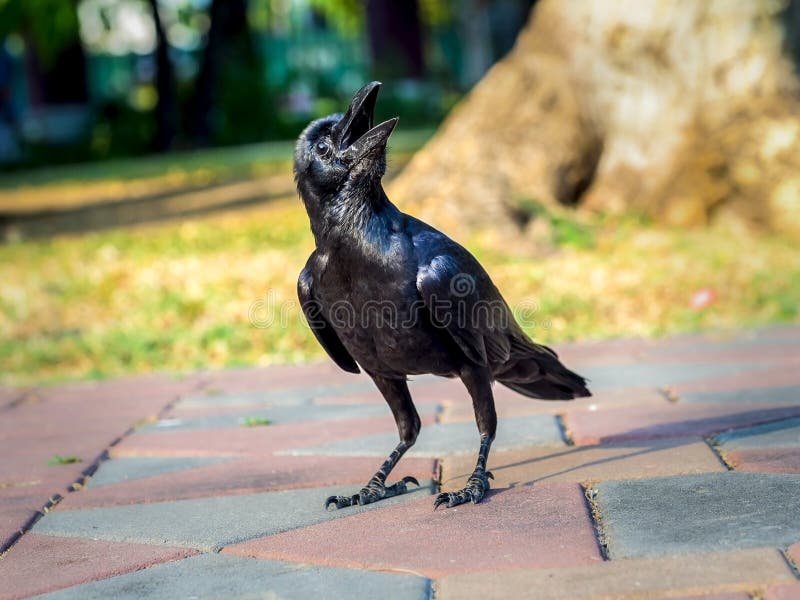 Single Crow Interested in Something Stock Photo - Image of blackbird ...