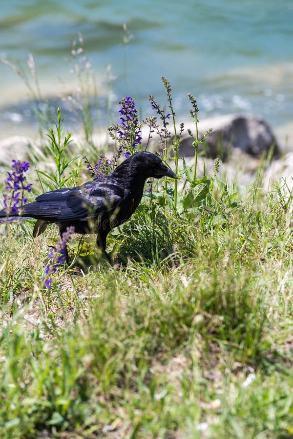 Single Crow in a Meadow with Lilac Flowers Next To a River Stock Photo ...