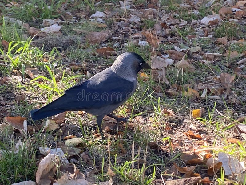 Single Crow Outdoors, Close-up. Single Crow Outdoors, Close-up Stock ...