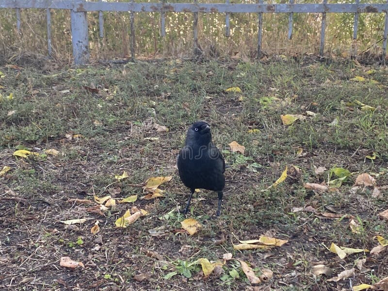 Single Crow Outdoors, Close-up. Single Crow Outdoors, Close-up Stock ...