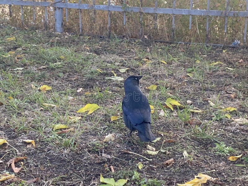 Single Crow Outdoors, Close-up. Single Crow Outdoors, Close-up Stock ...