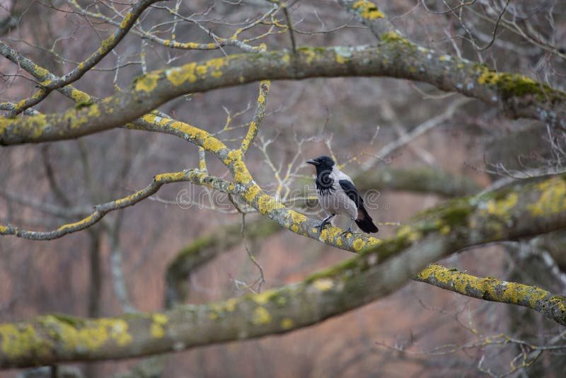 Single Crow Perched on a Tree Branch in the Rain, Looking Out into the ...