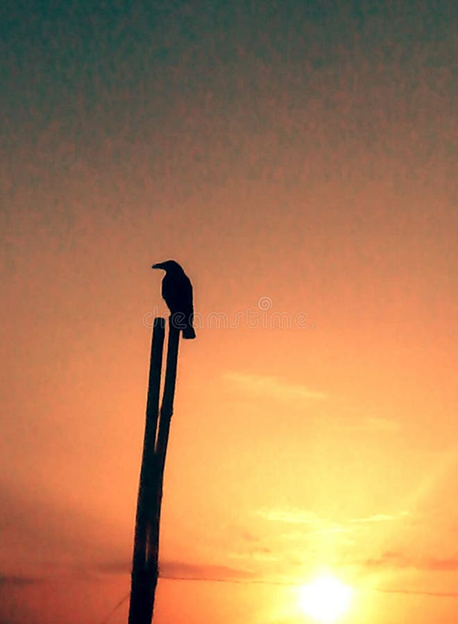 Single crow stock image. Image of feeling, love, single - 99950517