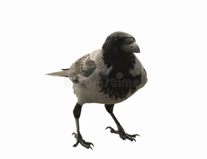 The single crow stock photo. Image of material, feather - 79584650