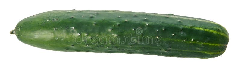 Single Cucumber Isolated on a White Background Stock Photo - Image of ...