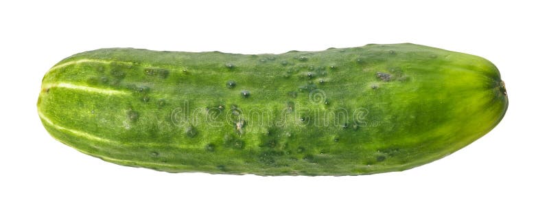 Single Cucumber Isolated on a White Background Stock Image - Image of ...