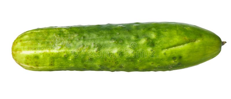 Single Cucumber Isolated on a White Background Stock Image - Image of ...
