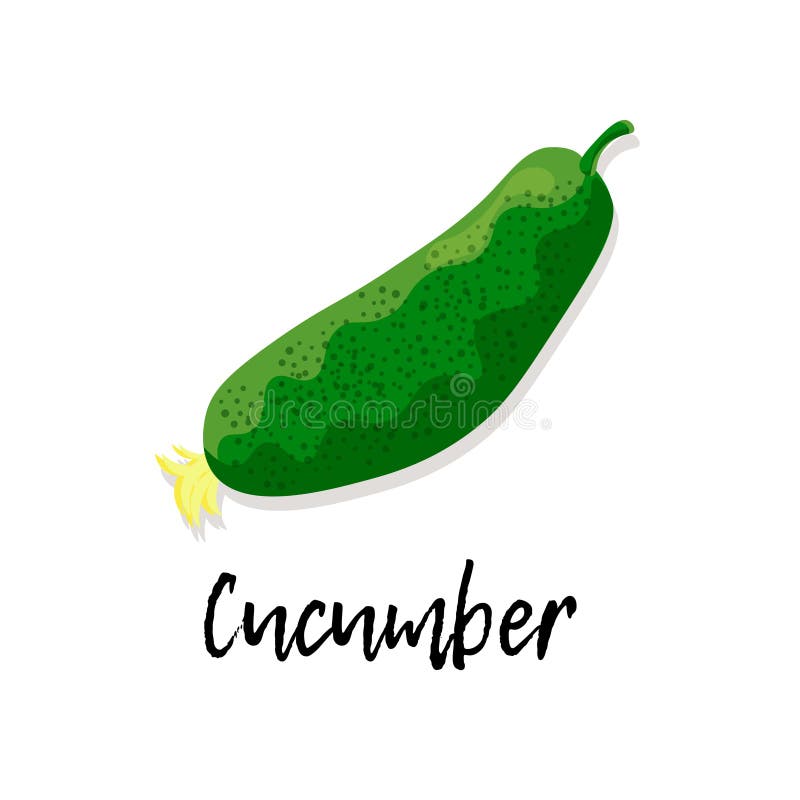 Single Cucumber on White Background with Lettering Stock Vector ...