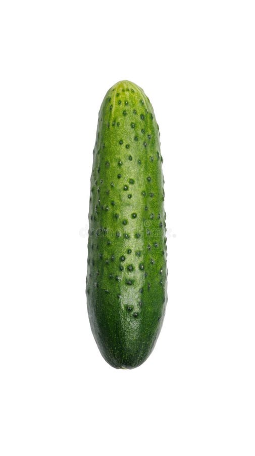 Single cucumber stock photo. Image of nature, agriculture - 13483654