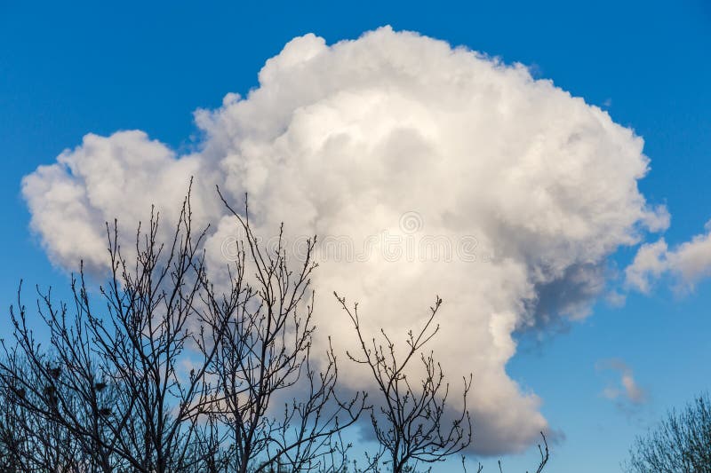 Single Cumulus Cloud with Tree Tops on a Foreground Stock Image - Image ...