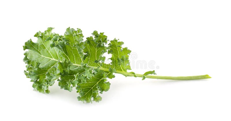 Single Kale or Leaf Cabbage Hardy Annual Green Vegetable Plant Left ...