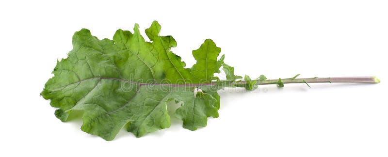 Single Kale or Leaf Cabbage Hardy Annual Green Vegetable Plant Left ...