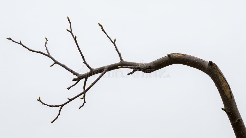 Single Curved Tree Branch Stock Illustrations – 509 Single Curved Tree ...